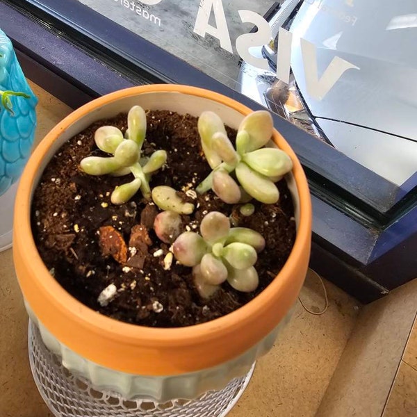 Rare Pink Moonstone Succulents, Pink Pebble Rosette Plants, Pachyphytum ...