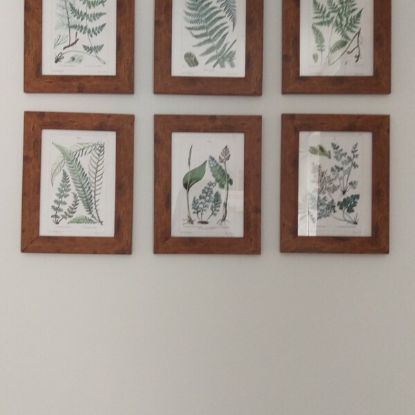 Set of 6 Botanical Fern Prints Gallery Wall 5x7 or A4 - Etsy