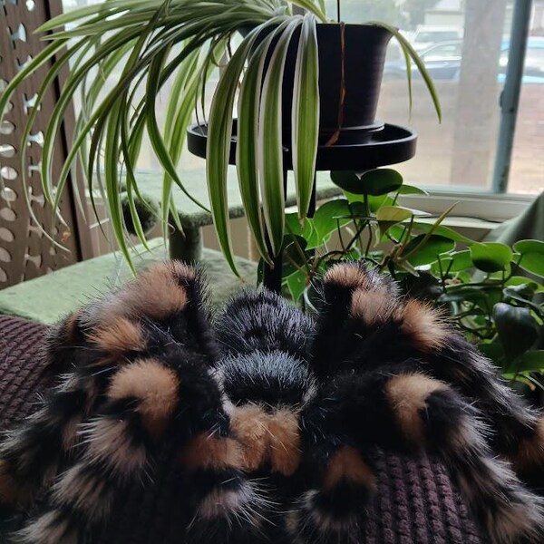 Realistic Tarantula Spider, Poseable Shelf Decor, Wall Mountable Faux ...