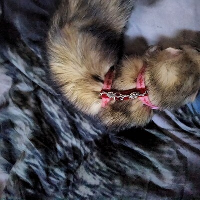 Ferret Harness Set With Leash Strawberry - Etsy