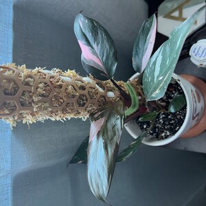 Mini Totem Insert for Orchidbox Mini Greatly Improves | Etsy