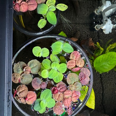 Combo 5 Dwarf Water Lettuce 5 Red Root Floaters Live Floating Aquatic ...