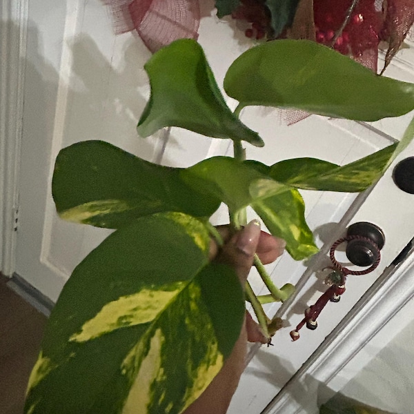 LARGE Variegated Golden Pothos Cutting (4-6") Organically Grown ...