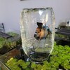 Aquarium Inverted Tank Holder / Betta Penthouse Option of Jar - Etsy