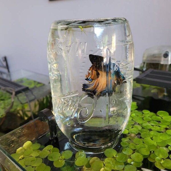 Aquarium Inverted Tank Holder / Betta Penthouse Option of Jar - Etsy