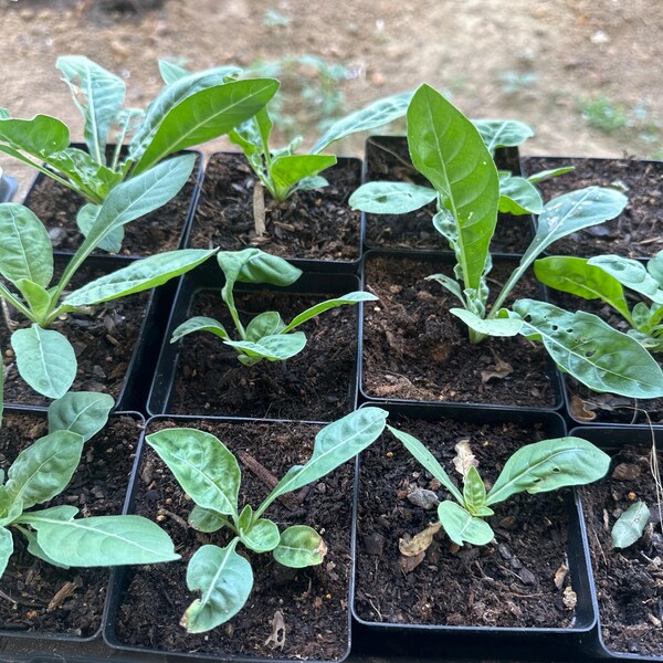 Gerbera Daisy Seeds 50 Seeds Daisy Mum Flower, Flower Seeds, Annual ...