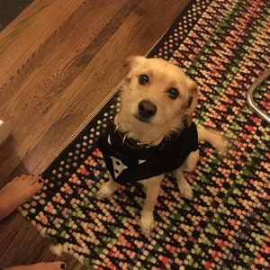 Black formal dog tuxedo dog wedding tuxedo dog attire | Etsy