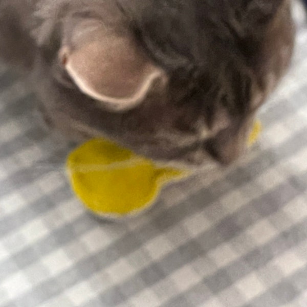 Dinosaur Finger Puppets With Coordinating Volcano Bag Fun and ...