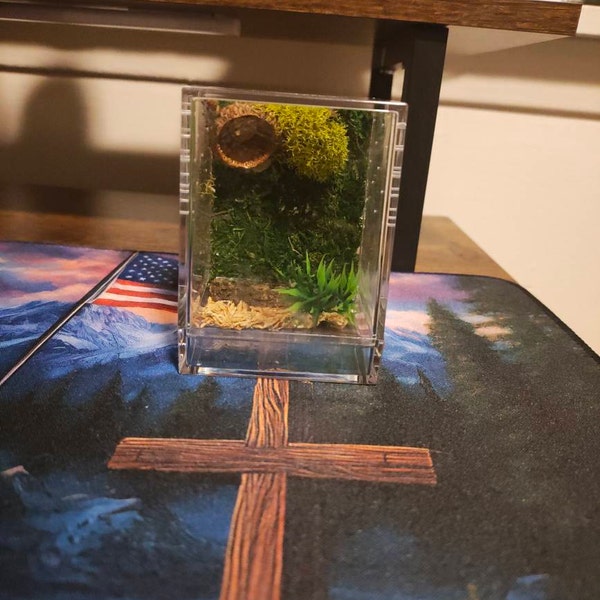 Large 6x6x9.5” Luxury Adult Jumping Spider Enclosure, Decorated Jumper ...
