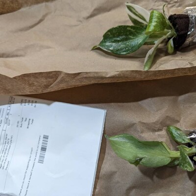 Shotgun Wedding Lenten Rose / Multi-plant Discount / Easy to Grow ...