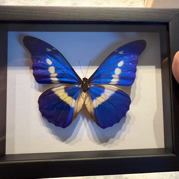 Real Framed Blue Morpho Butterfly Collection Taxidermy Butterflies ...