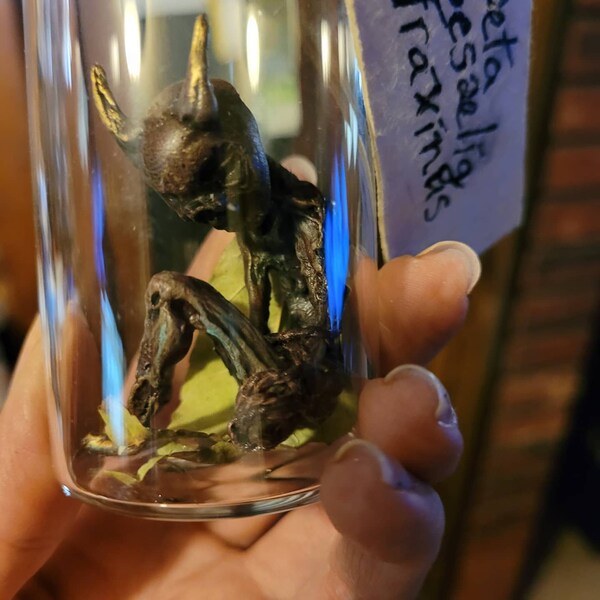 Mummified Faerie Specimen ( Fairy Skeleton Dead Fairy ) Curio Cabinet ...