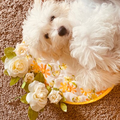 18 Inch Felt Wreath Elegant Wreath Modern Wreath Felt Leaf Wreath Home ...