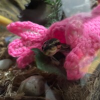 Custom Tortoise Diaper - Etsy