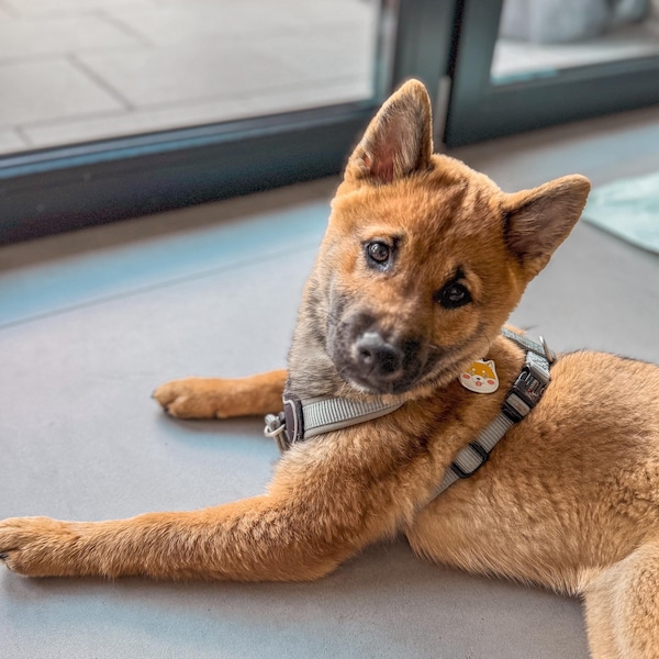 Baozi Taba Squishy Toy Handmade Cute Gift Funny Toys, Stress Relief ...