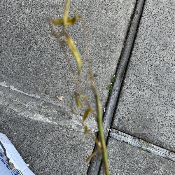 Cacao Tree Starter Plant – Live Tropical Fruit Tree (theobroma Cacao ...