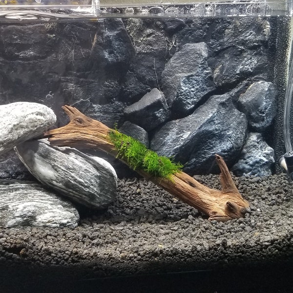 9- 10" Manzanita Driftwood With Live Aquarium Plant Xmas (christmas ...