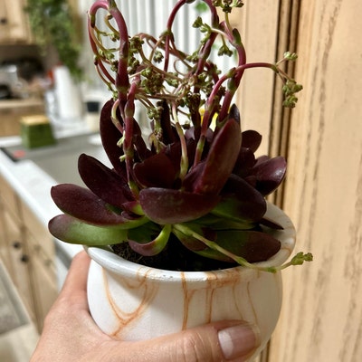 Live Mother of Millions / Devils Backbone / Kalanchoe Delagoensis - Etsy