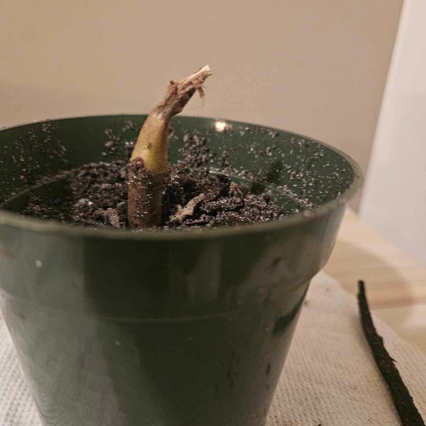 Pina Colada Mango Tree - Live Plant Ships Within a Week!!! No Shipping ...