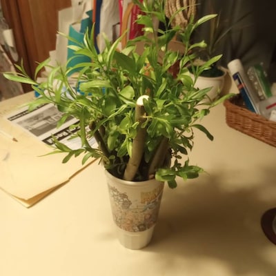 25 Austree Willow Hybrid Tree Starts Privacy Hedge Fast Growing - Etsy