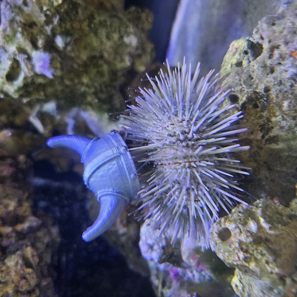 Sea Urchin Hats 2 Pack - Etsy