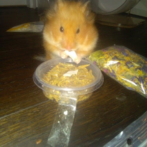 Hamster Treat Box Flaxspray Foraging Flowers Rosehips Dried Fruit ...