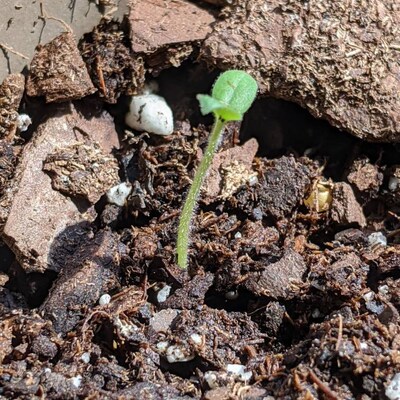 Tiny Tim Miniature Heirloom Tomato, 15 Seeds, Teeny Fruit, Patio Plant ...