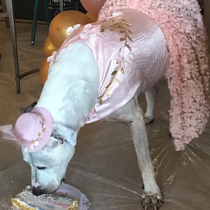 Star Spangled Girl Dog Harness Dress Xxsmall to 4xlarge Dog | Etsy