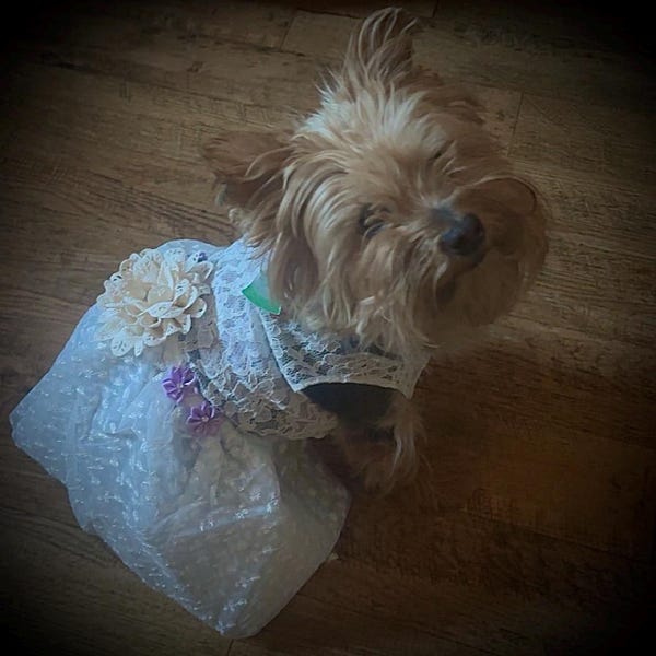 Wedding Dog Dress Modern Wedding Decor Flower Girl Dog Dress Optional ...