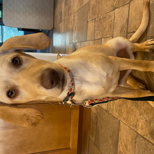 Seashell Dog Collar and optional Leash Set Girl Dog Collar With ...