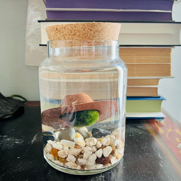 DNA Houseplant Trellis Simple Double Helix Lasercut Wooden Trellis ...