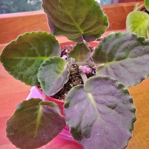 Actual Plant RARE Variegated Alocasia frydek Albo Mint Hybrid Sport ...