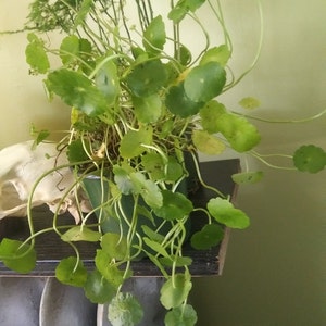 Hydrocotyle Vulgaris Copper Coin Plant, Chinese Coin Plant Marsh ...