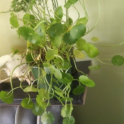 Hydrocotyle Vulgaris Copper Coin Plant, Chinese Coin Plant Marsh ...