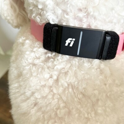 Fi Series 2 Collar Adapter - Etsy