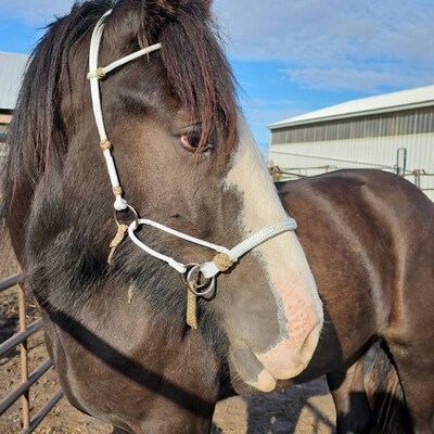 Sunflower Paracord Bitless Bridle Sidepull Attachment. - Etsy