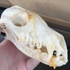 1PCS Hand-made Polished Ox Horn Skull Pure Natural Horns DIY Crafts ...