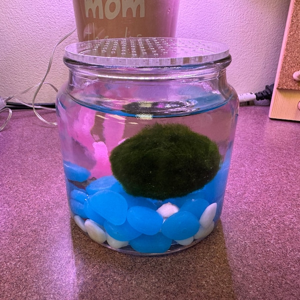 Deluxe Isopod Starter Kit Isopod Terrarium Kit for Isopods With Isopod ...