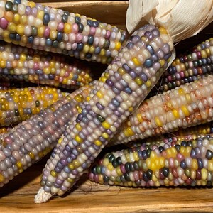 Mini Indian Corn Wreath KIT: Make Your Own Choose From a | Etsy