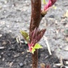 5 Heritage Everbearing Red Raspberry Plants (5 Large 1 Year Old Bare ...