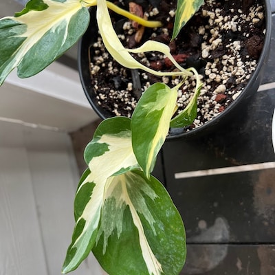 Mutant Manjula Pothos New Variety Tropical Houseplant - Etsy