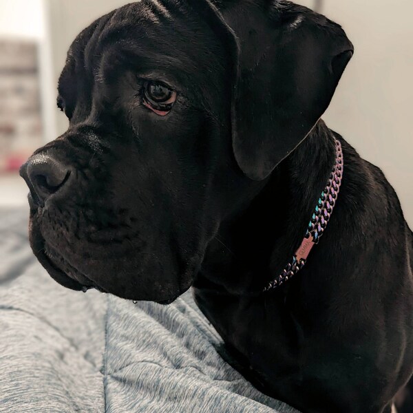 Personalized Cuban Chain, Cuban Chain Dog, Gold Chain Dog,id Link Dog ...