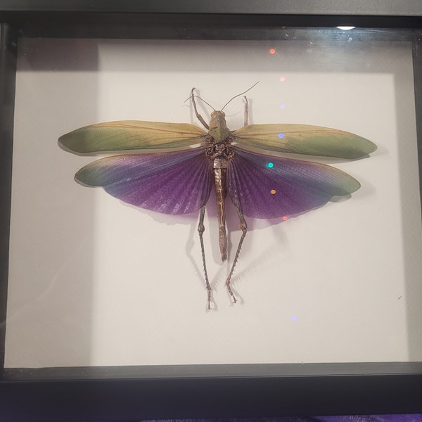 Real Lanternfly/plant Hopper Collection Pryops Astarte Orange Pyrops ...