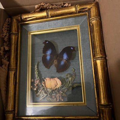 Extra Large Butterfly Dome 3 Black Butterflies Real Preserved Taxidermy ...