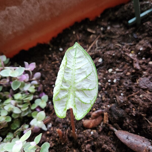 Caladium 'dot's Delight' Choose From 4 Options Very Limited - Etsy