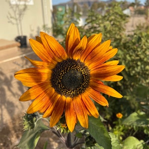 Zinnia Seeds Pepito Mix dwarf 264 - Etsy
