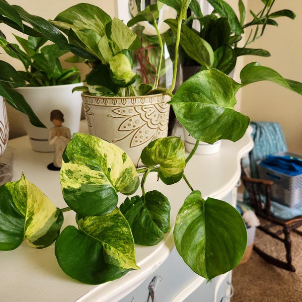 Rio Pothos RARE Variegation Great Price Starter or No Root Cutting ...