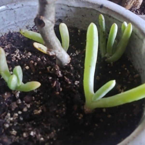 Extra Large Blue Chalk Sticks Cuttings, Curio Repens, Chalk Fingers ...