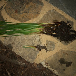 50+ Bugleweed (ajuga Reptans) Chocolate Leaved Bare-rooted Starter ...