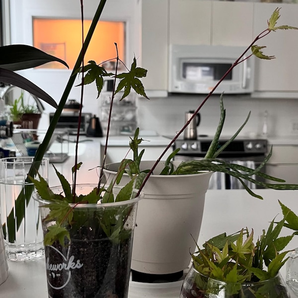 Blushing Lilac Cuttings 'krasavitsa Moskvy' Live Plant Cutting No Roots ...